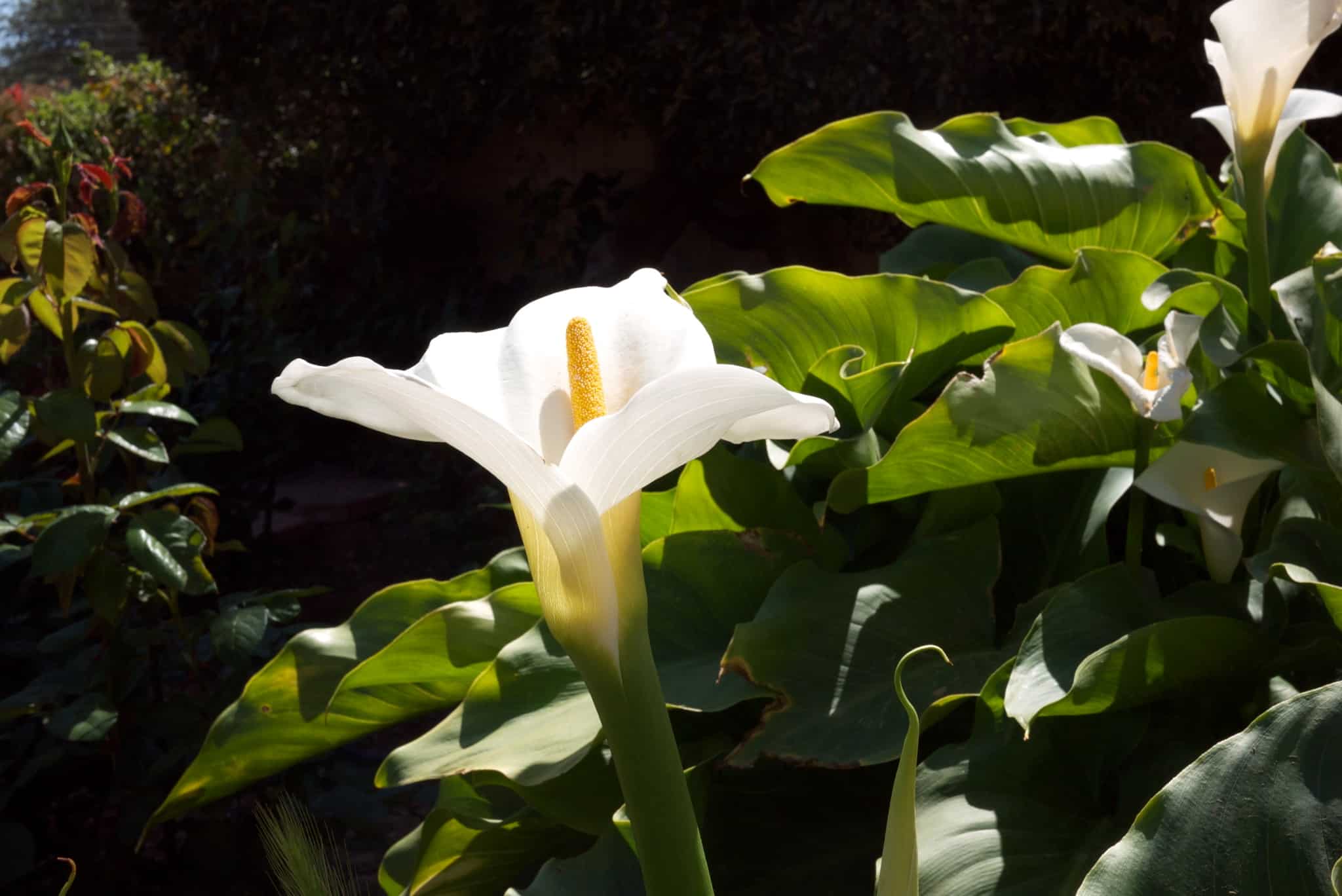 Dyed Greek Easter Eggs Recipe My Greek Dish
